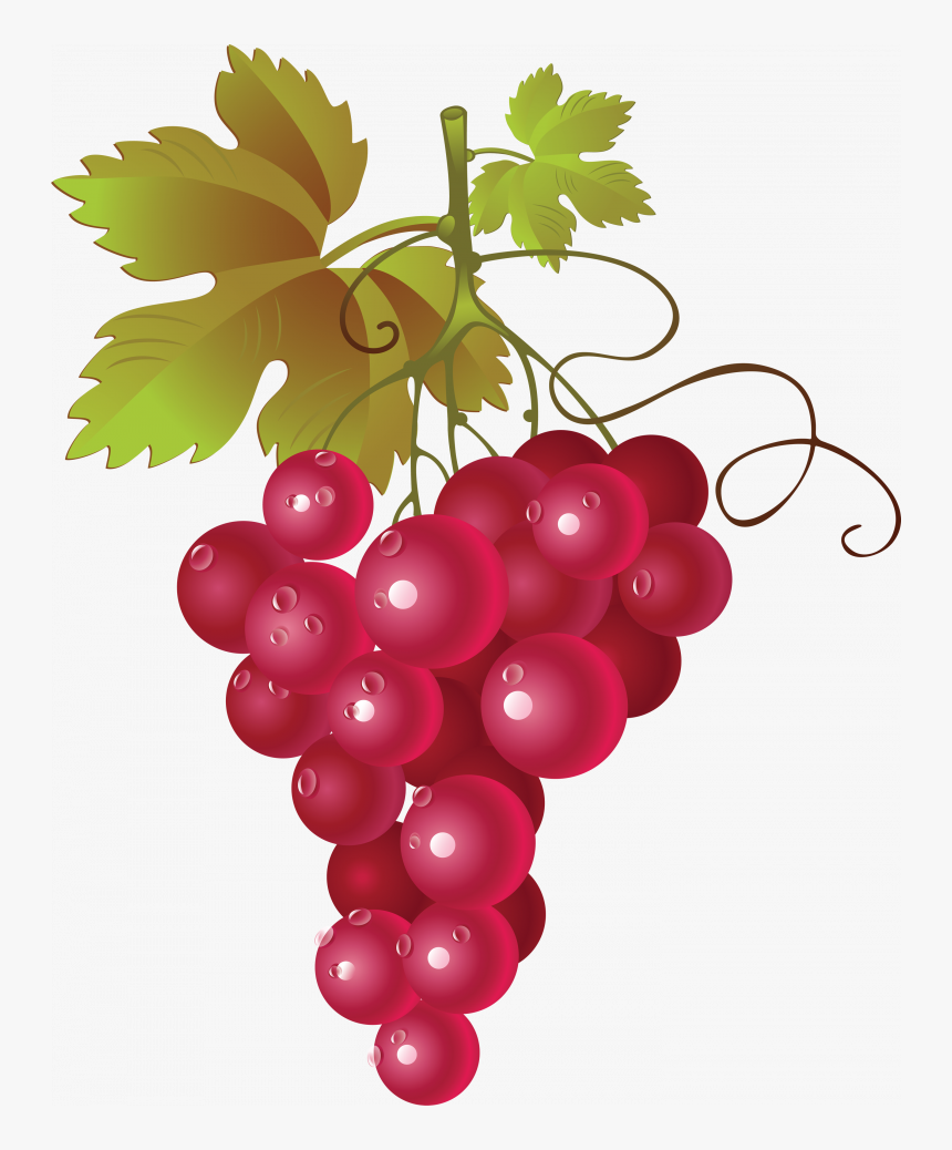 Grab And Download Grape Png Picture - Red Grapes Vector Png ...