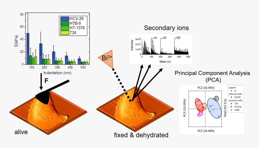 Diagram, HD Png Download , Transparent Png Image - PNGitem