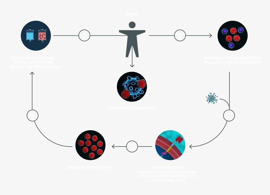 Car Rna Electroporation T Cells, HD Png Download , Transparent Png ...