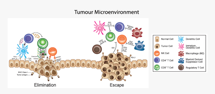 Cancer Immune Surveillance, HD Png Download , Transparent Png Image ...