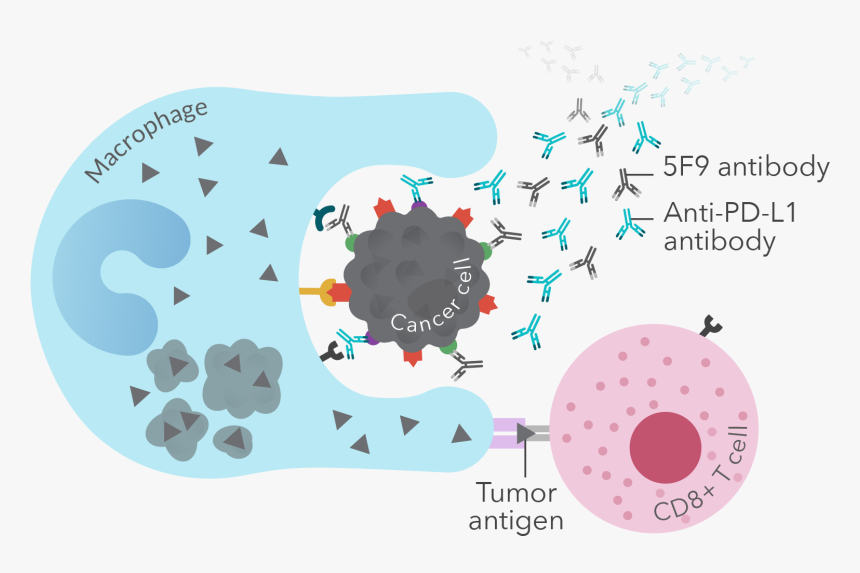 T Cell Checkpoint Inhibitors - Graphic Design, HD Png Download ...