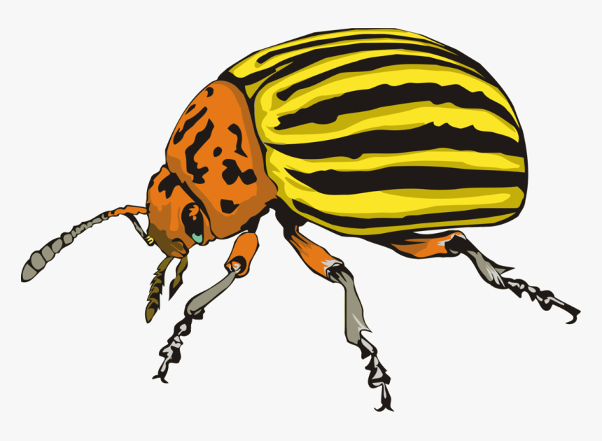 Colorado Potato Beetle Drawing, HD Png Download , Transparent Png Image ...