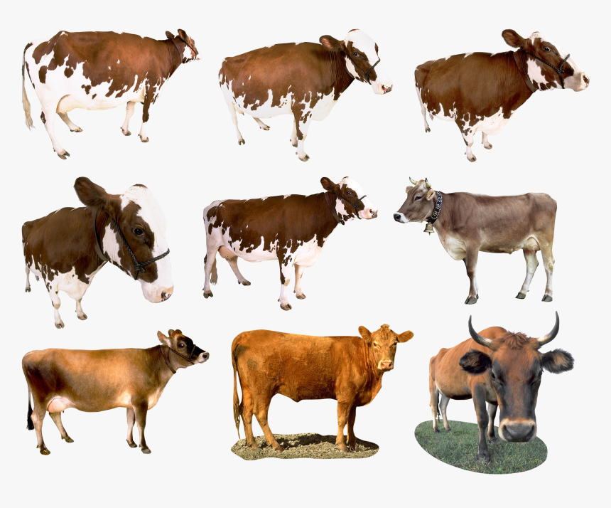 Cow Png - Cattle, Transparent Png , Transparent Png Image - PNGitem