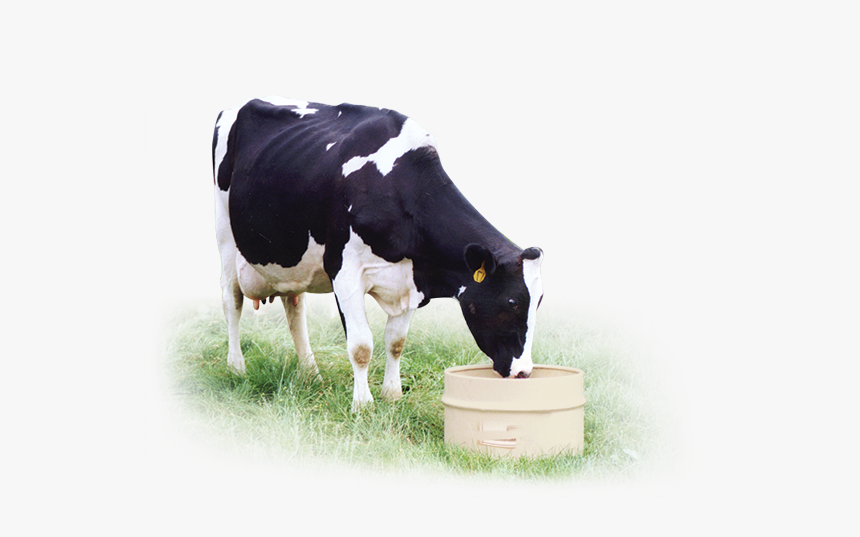 Feeding Directions - Dairy Cow - Dairy Cow, HD Png Download ...