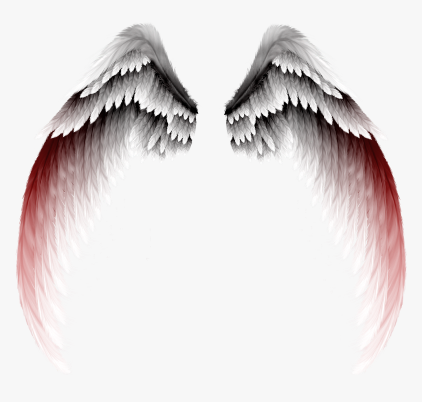 Photography Clipart Eyelash - Black And Red Angel Wings, HD Png ...