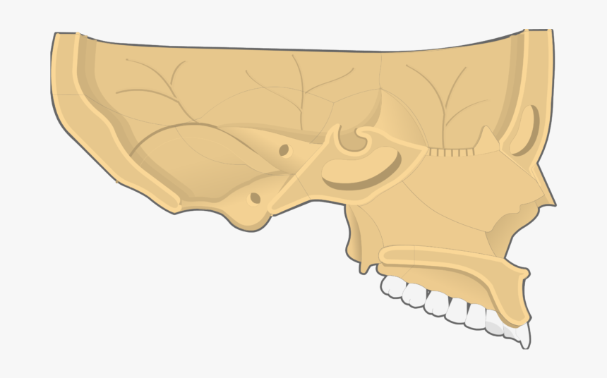 Nasal, Vomer, And Inferior Turbinate Bones Sagittal - Nasal Concha, HD ...