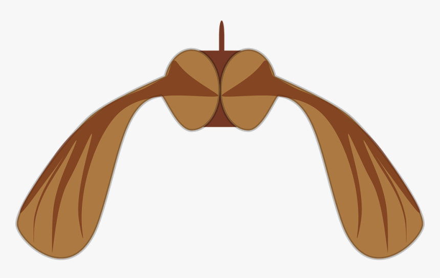 Free Vector Graphic - Maple Seed Transparent, HD Png Download ...