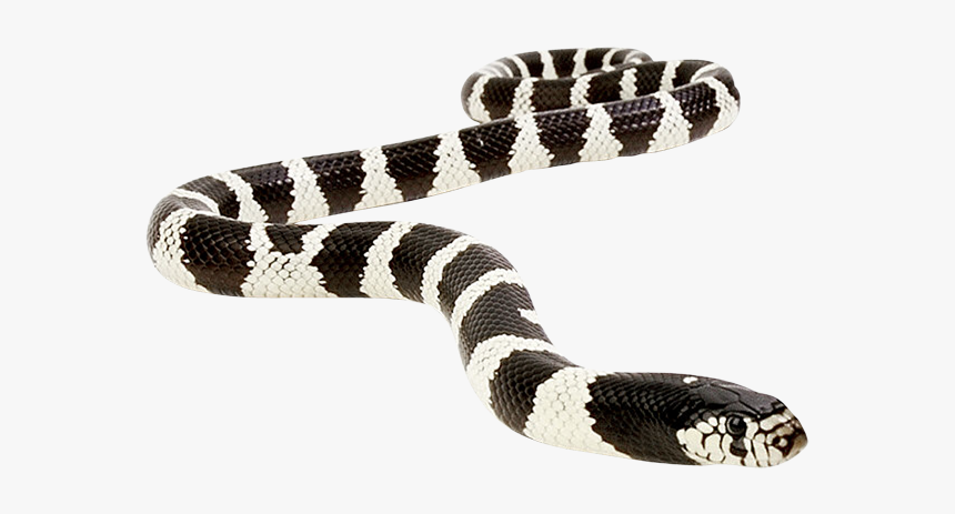 Snakes, HD Png Download , Transparent Png Image - PNGitem