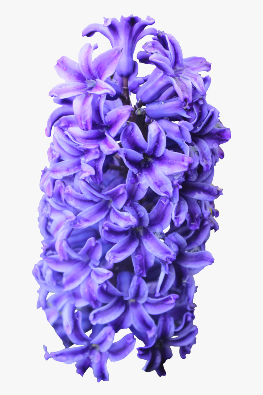 Thumb Image - Hyacinth Png, Transparent Png , Transparent Png Image ...