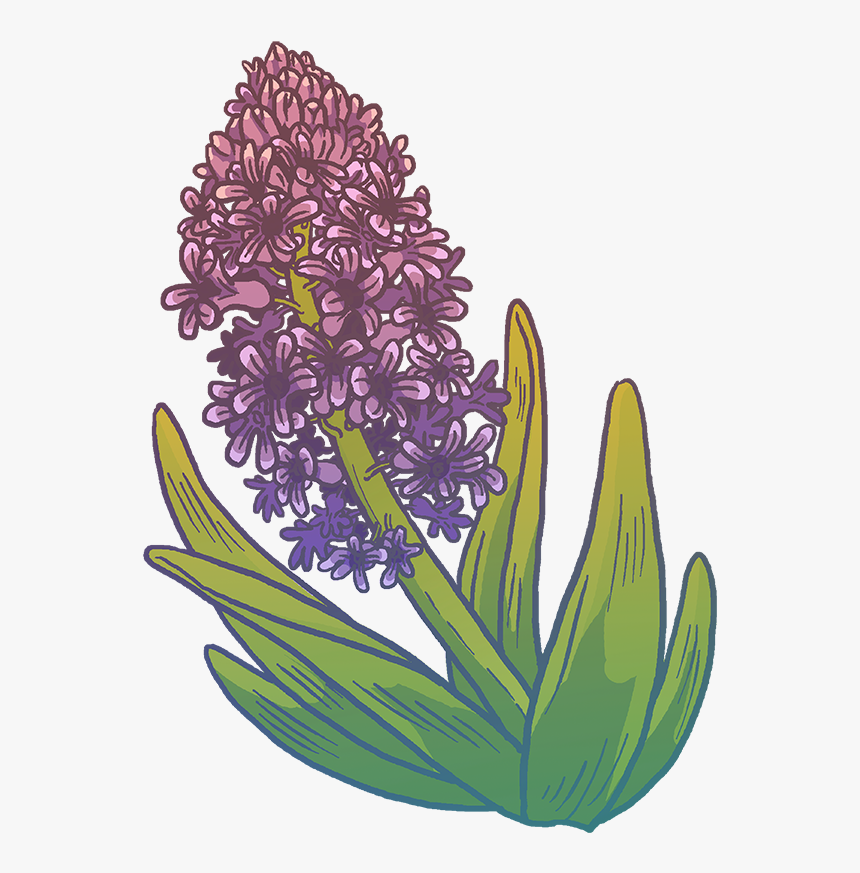 Hyacinth, HD Png Download , Transparent Png Image - PNGitem