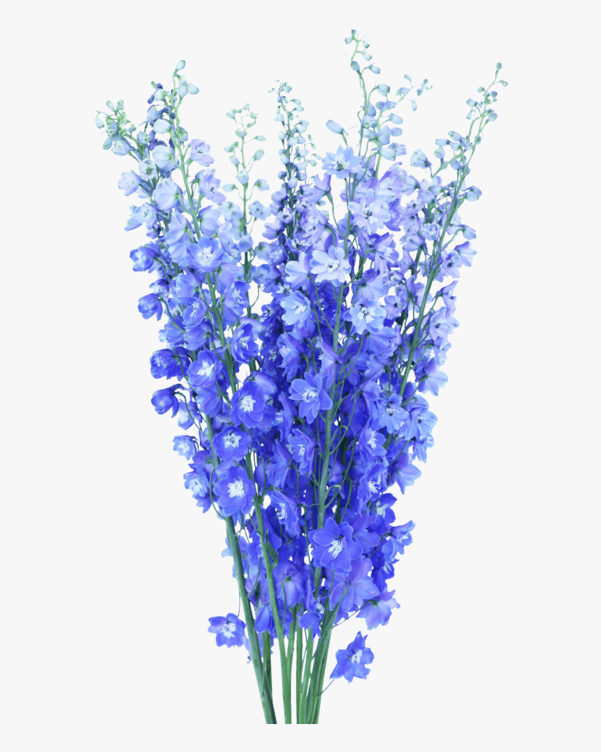 Blue Delphinium Arrangement, HD Png Download , Transparent Png Image ...