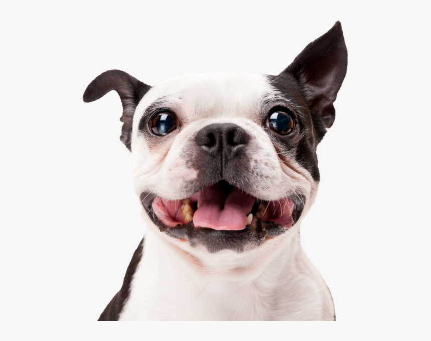 Transparent Happy Dog Clipart - Happy Dog White Background, HD Png ...