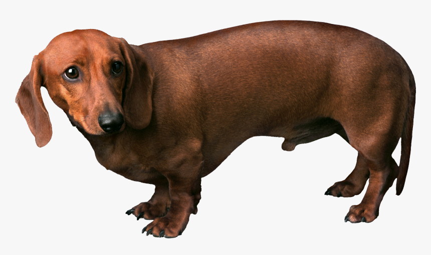 Dog Png - Fearful Dog, Transparent Png , Transparent Png Image - PNGitem