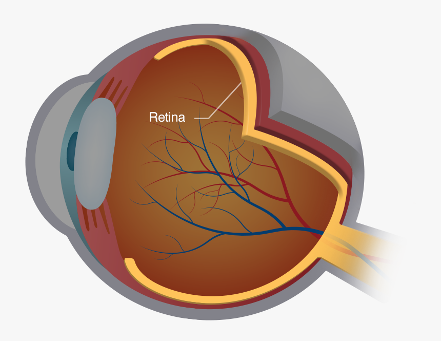 Diagram Of The Retina - Disease Retina, HD Png Download , Transparent ...