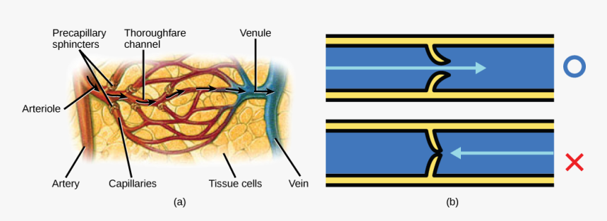 Blood Flow To Tissues, HD Png Download , Transparent Png Image - PNGitem