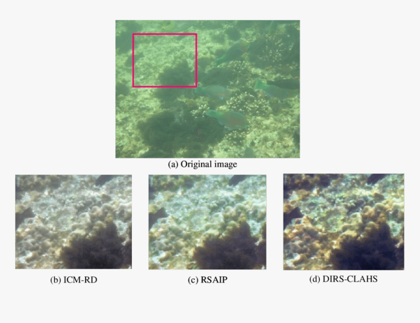 Marine Biology, HD Png Download , Transparent Png Image - PNGitem