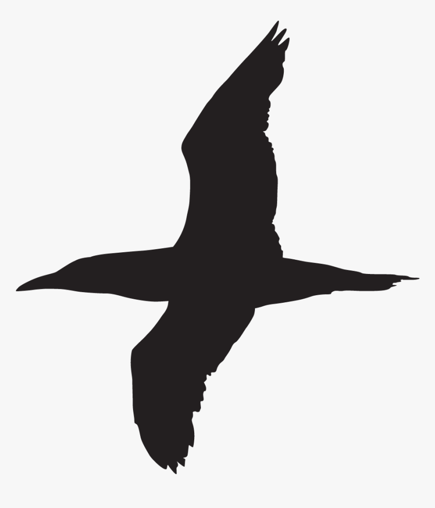Silhouette Gannet Bird Png, Transparent Png , Transparent Png Image ...
