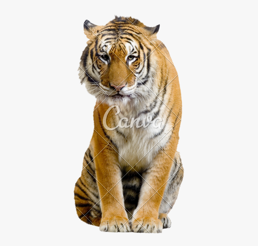 Sitting Tiger Transparent Image - Tiger Full Body Sitting, HD Png ...