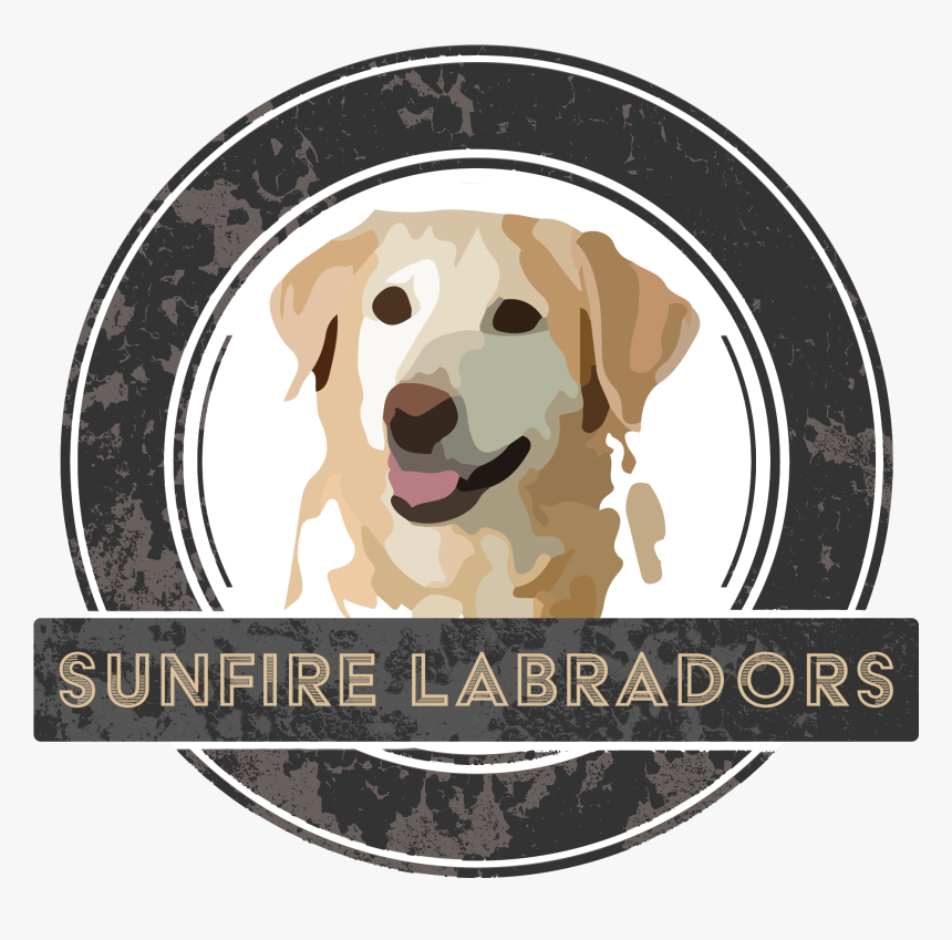 Labrador Retriever, HD Png Download , Transparent Png Image - PNGitem