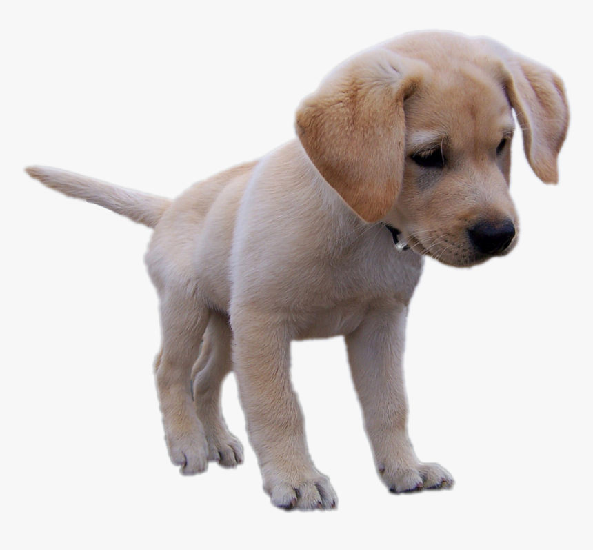 Super Cute Little Yellow Labrador Retriever Puppy Dog - Super Cute Dogs ...
