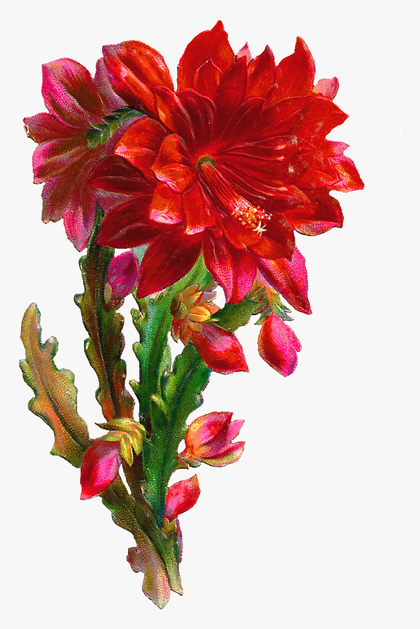 Beautiful Flower Png, Transparent Png , Transparent Png Image - PNGitem