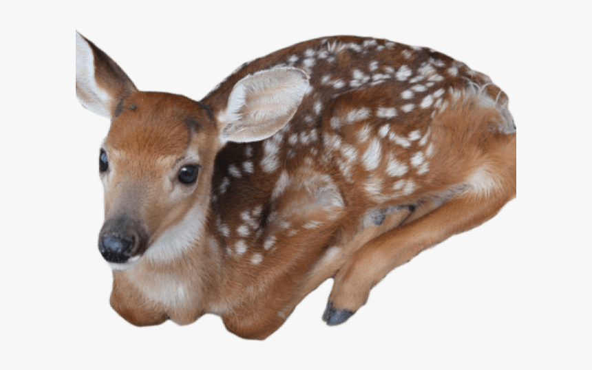 Deer Png Transparent Images - Cottagecore Icons, Png Download ...