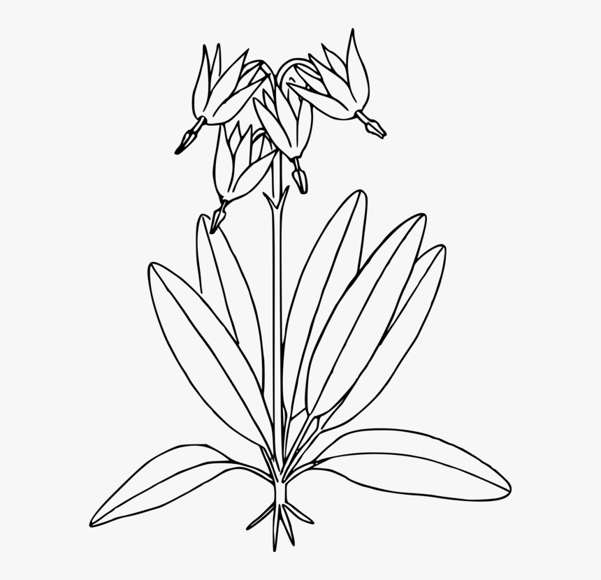 Line Art,plant,flower - Shooting Star Plant Drawing, HD Png Download ...