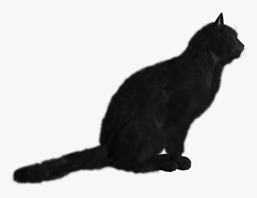 Cat - Portable Network Graphics, HD Png Download , Transparent Png ...