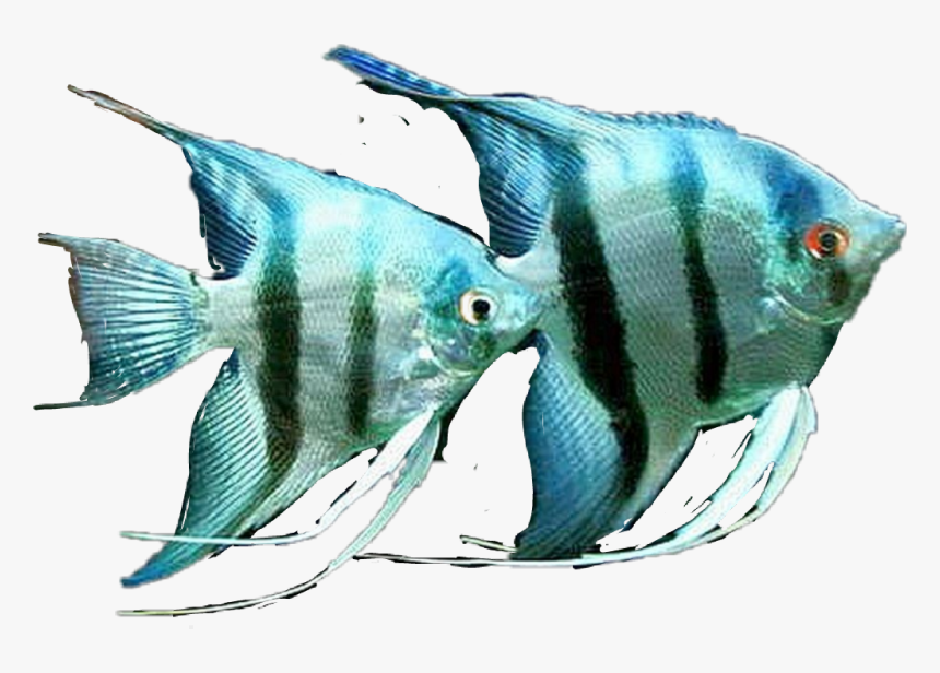 Zebra Saltwater Fish