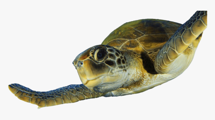 Green Sea Turtle Png, Transparent Png , Transparent Png Image - PNGitem