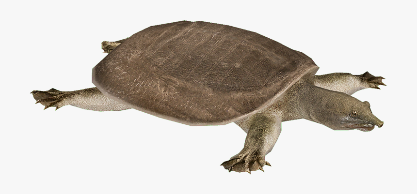 Snapping Turtle Png Transparent Images - Chinese Softshell Turtle Png ...