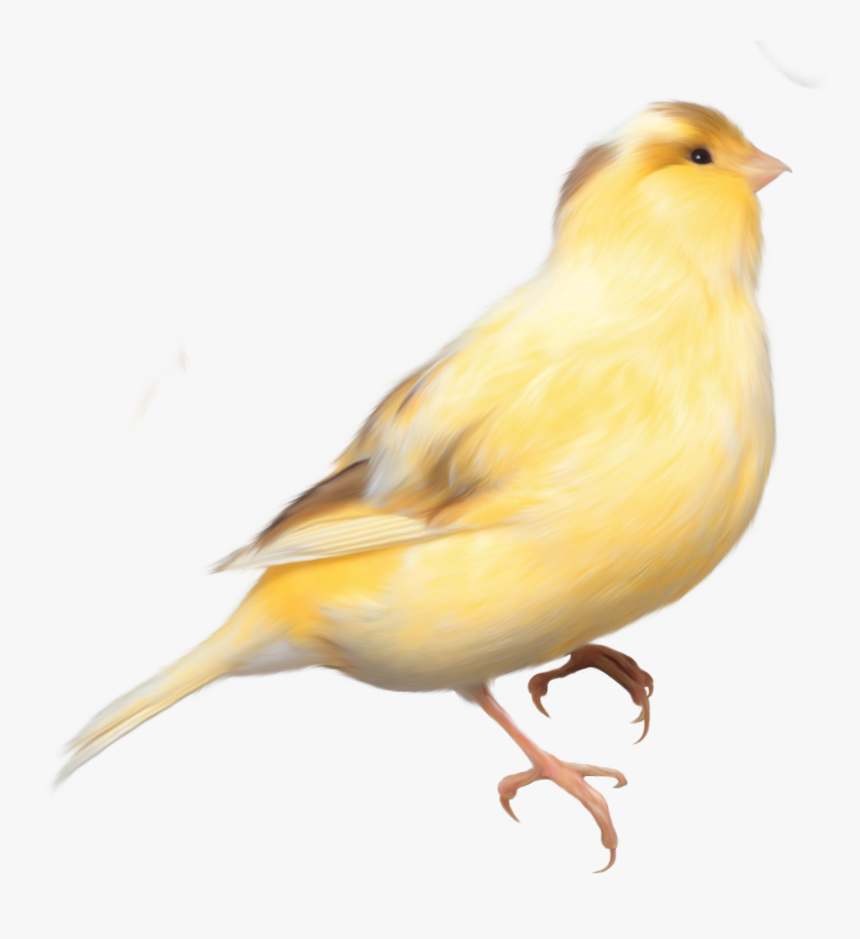 Domestic Canary Bird Parrot Finch - Yellow Bird Transparent Background ...