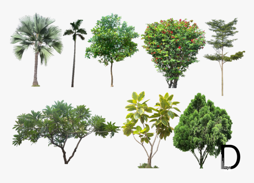 Tree,plant Stem,terrestrial Plant,flowering Plant,arbor - High ...