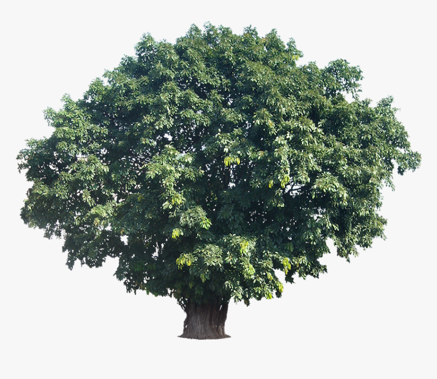 Tropical Trees Png Large Tree Actual Height 15tropical, Transparent Png ...