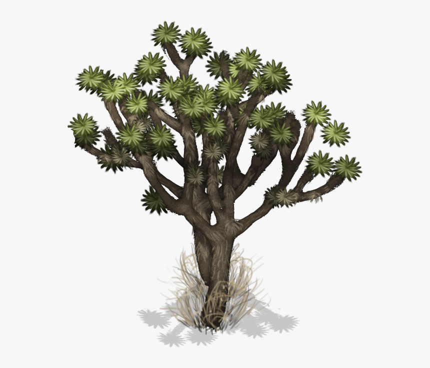 Aerial Trees Png -big Tree Png, Transparent Png - Sabal Palmetto, Png ...