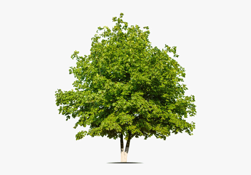 Placeholder - White Oak Tree Png, Transparent Png , Transparent Png ...