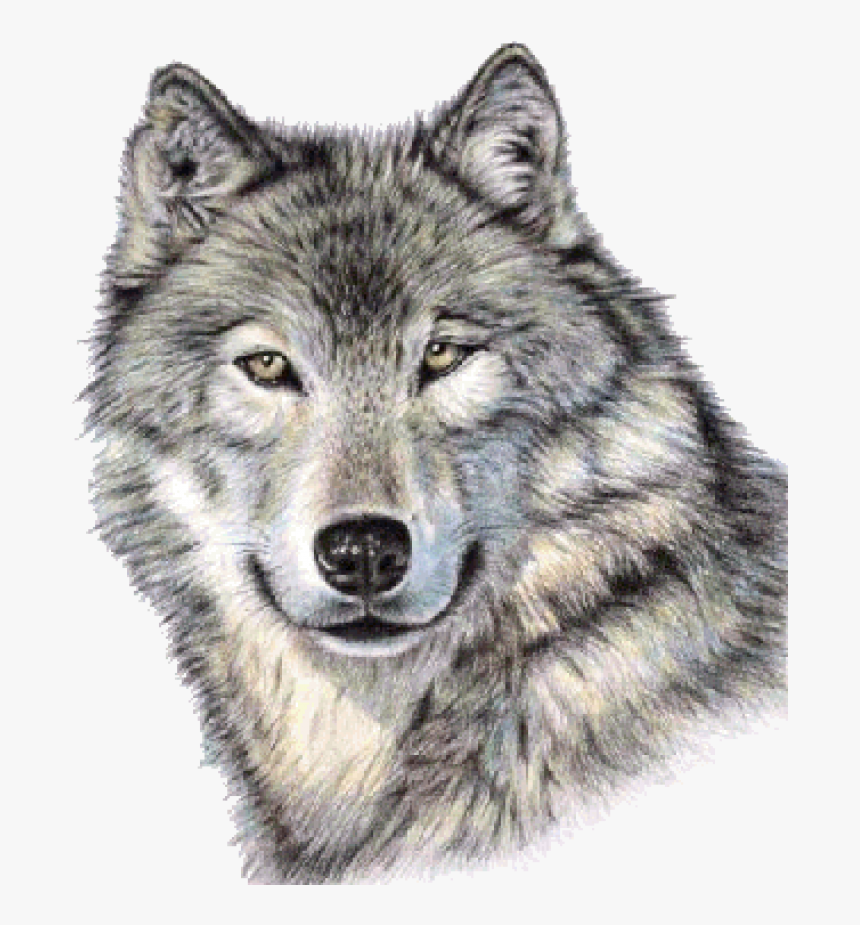 Cute Wolf Face Png Image - Wolf Portrait Drawing, Transparent Png ...