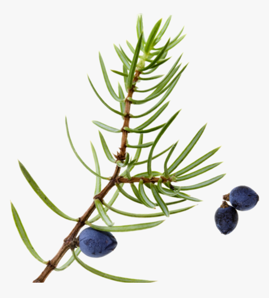 Transparent Berry Bush Png - Juniper Berry Plant Png, Png Download ...