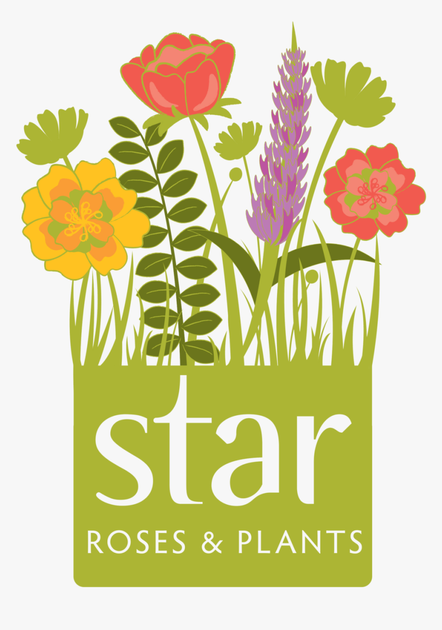 Srp Logo - Star Roses And Plants Logo, HD Png Download , Transparent ...