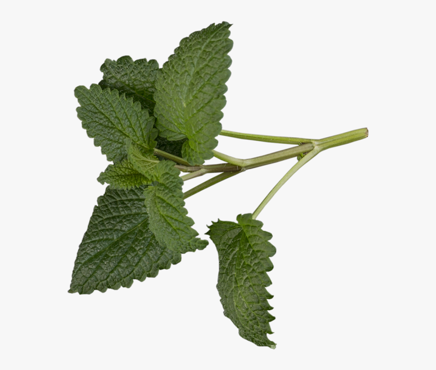 Transparent Spearmint Png - Hemp Family, Png Download , Transparent Png ...