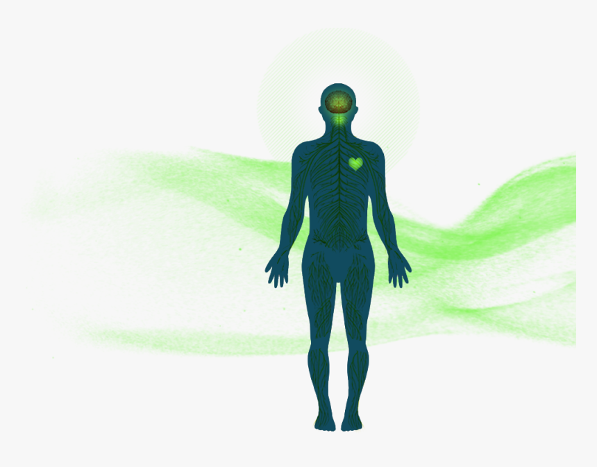 Vector Graphics Portable Network Graphics Clip Art - Body Network, HD ...