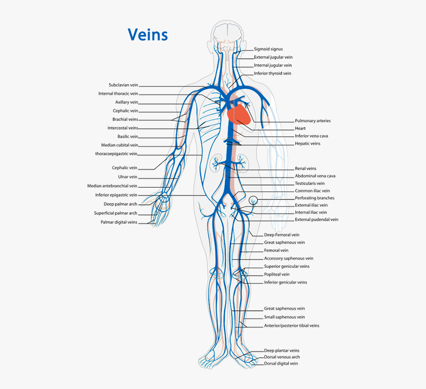 Veins Diagram - Veins Of The Body Worksheet, HD Png Download ...