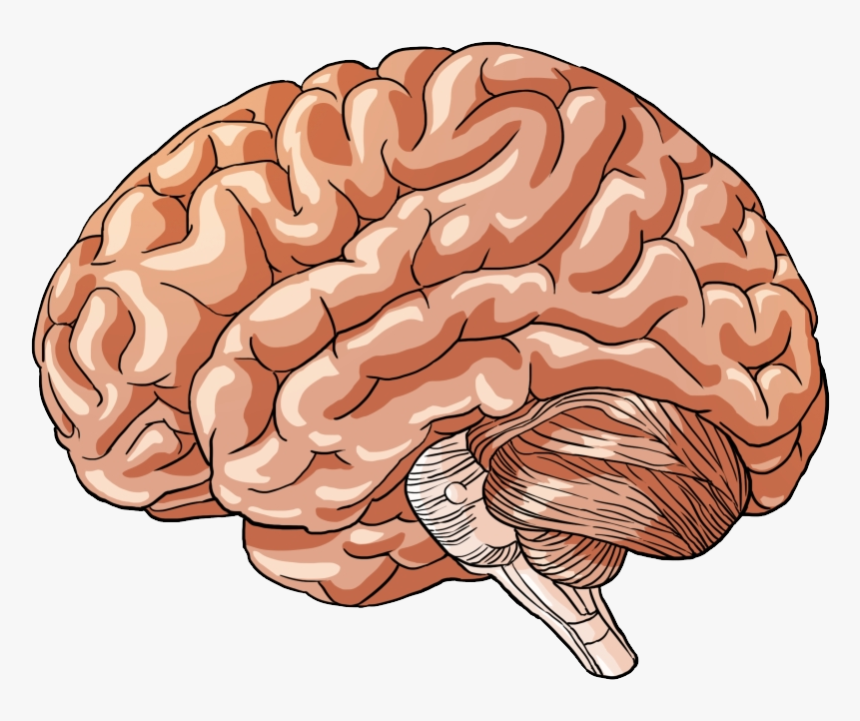 Brain Png - Human Body Parts Png, Transparent Png , Transparent Png ...