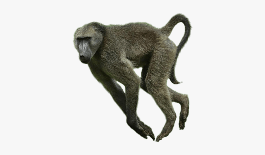Running Baboon - Baboon Png, Transparent Png , Transparent Png Image ...