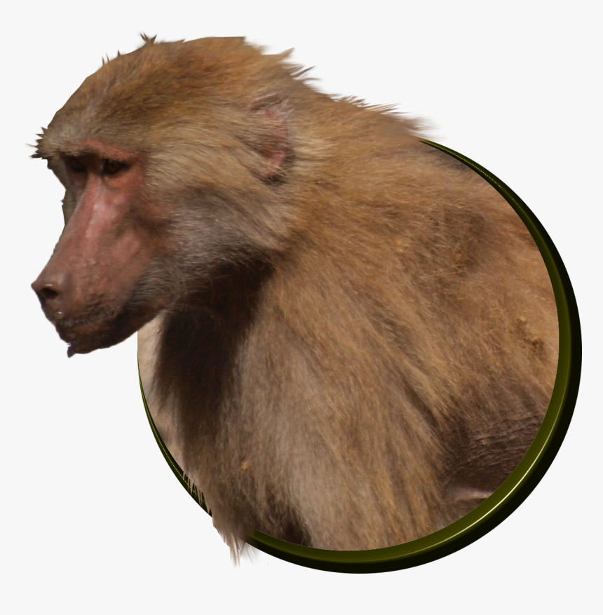 Baboon , Png Download, Transparent Png , Transparent Png Image - PNGitem