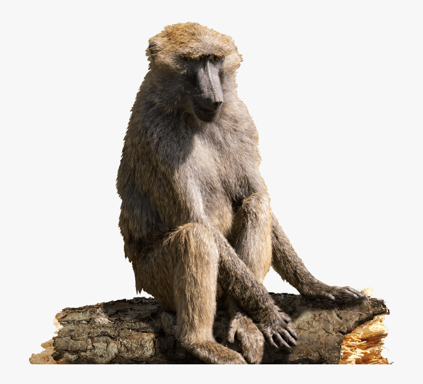 Baboons - Baboon, HD Png Download , Transparent Png Image - PNGitem