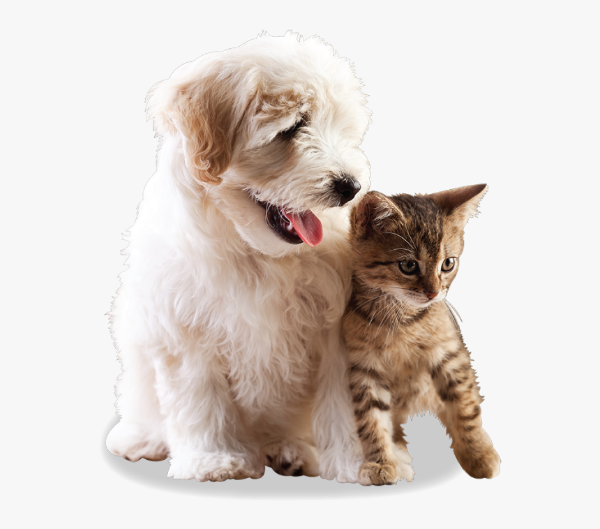 Pets Lover, HD Png Download , Transparent Png Image - PNGitem