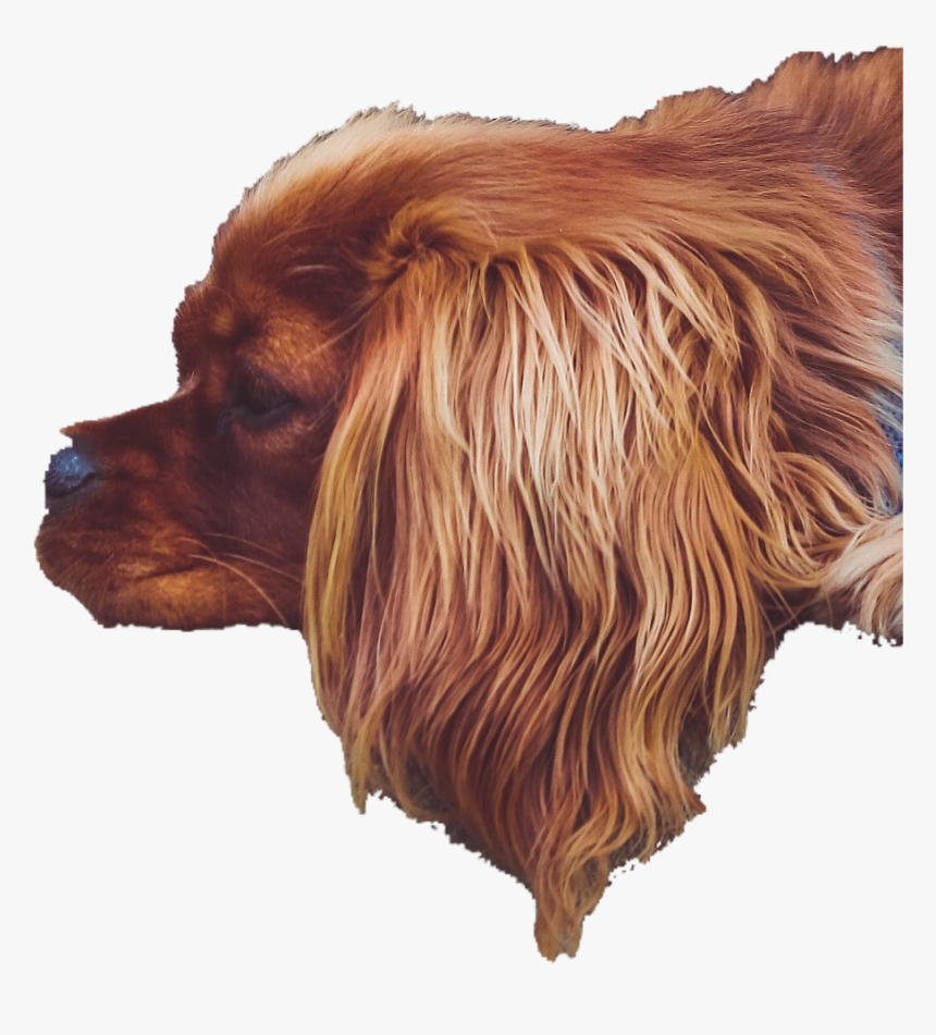 Dog Transparent Png, Png Download , Transparent Png Image - PNGitem