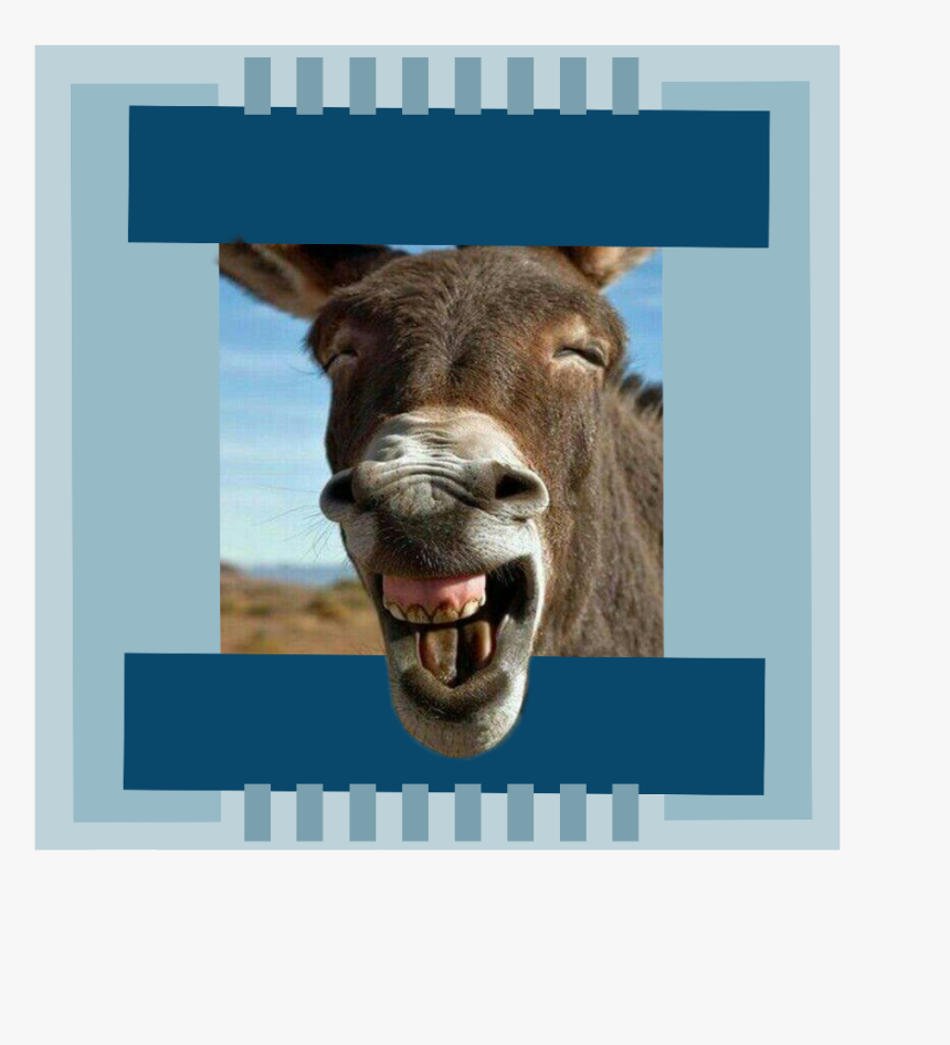 Transparent Burro Png - Mula, Png Download , Transparent Png Image ...