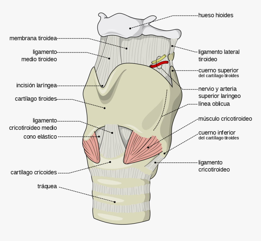 Label The Features Of The Larynx Region, HD Png Download , Transparent ...